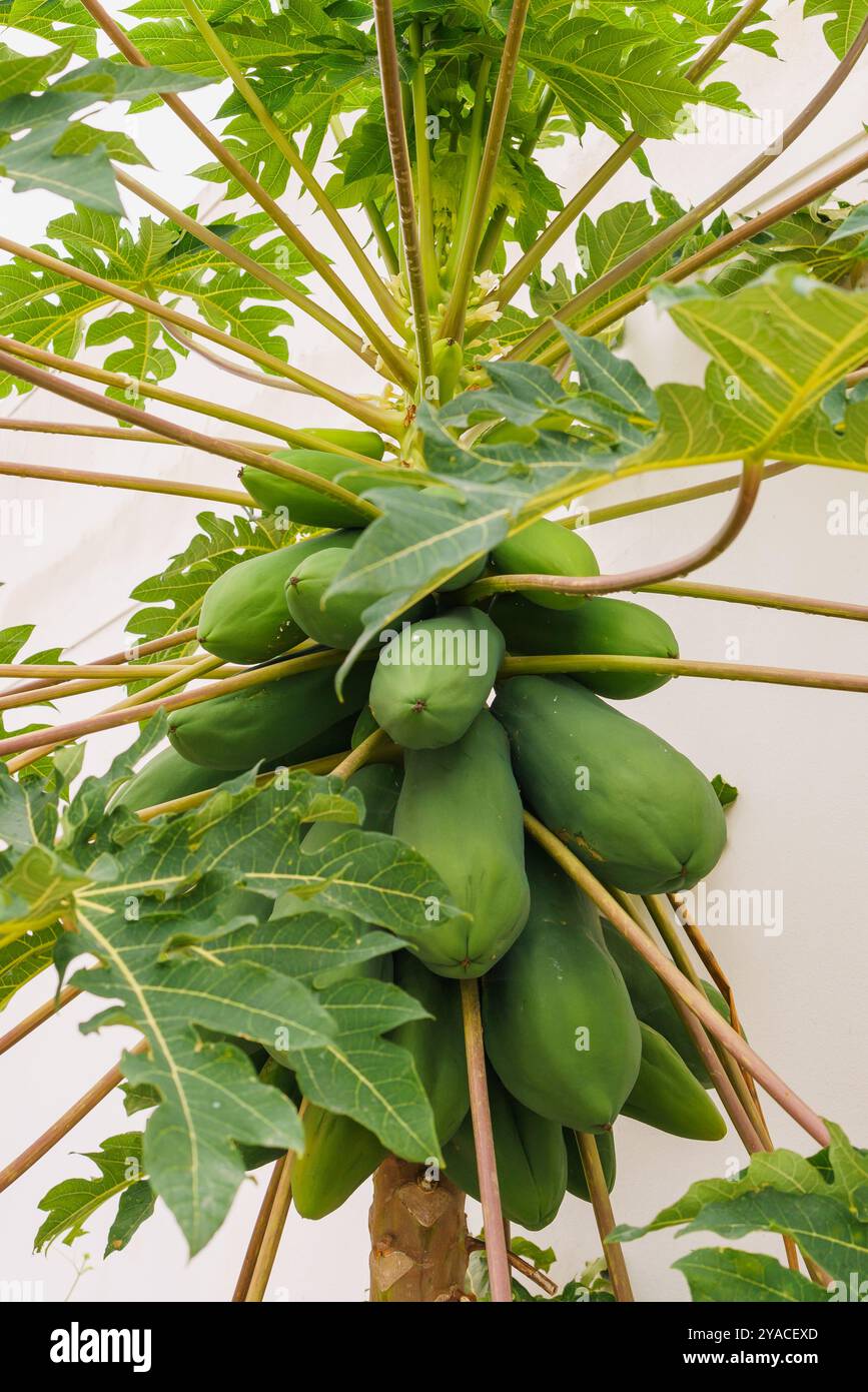 Papaya tree branches hi-res stock photography and images - Alamy