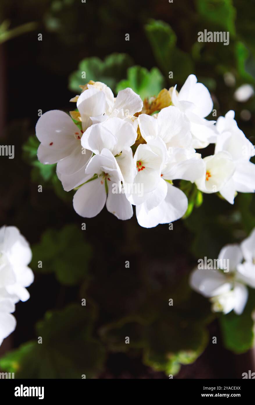 White flowers on balcony hi-res stock photography and images - Alamy