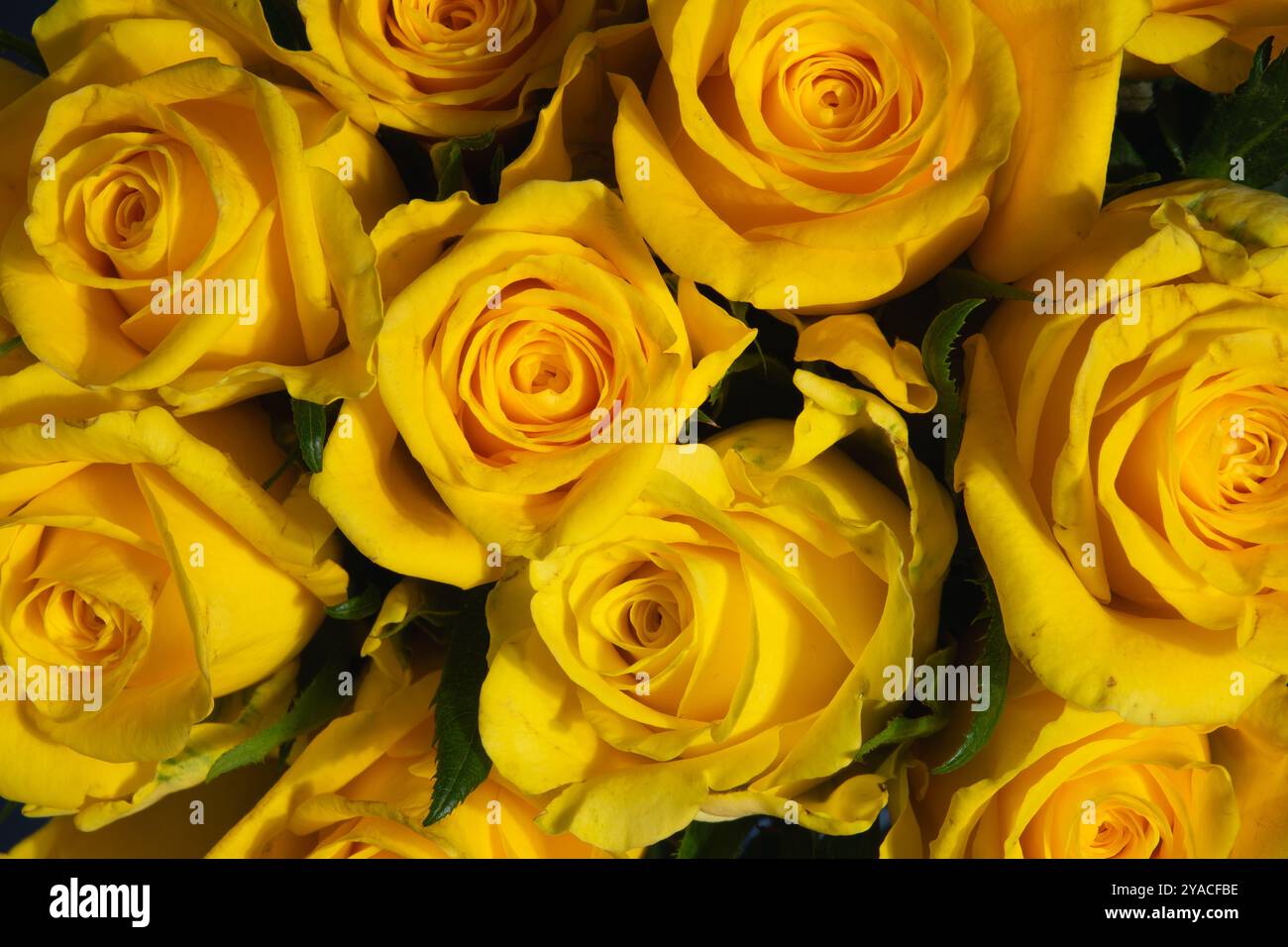 A vibrant display of yellow roses in various stages of bloom ...