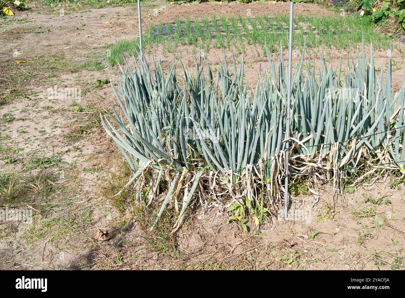 Cultivation issu hi-res stock photography and images - Alamy