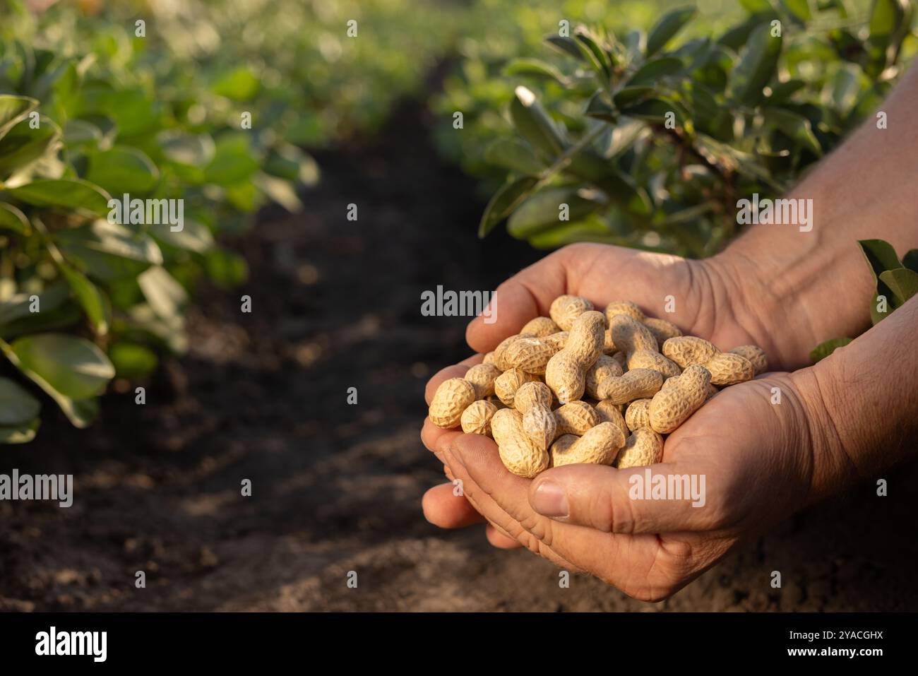 farmer's hand holding fresh peanuts with leaves close-up on groundnut ...