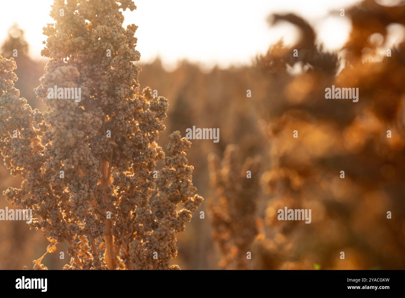 farmer's hand holding quinoa plant stem against field background ...
