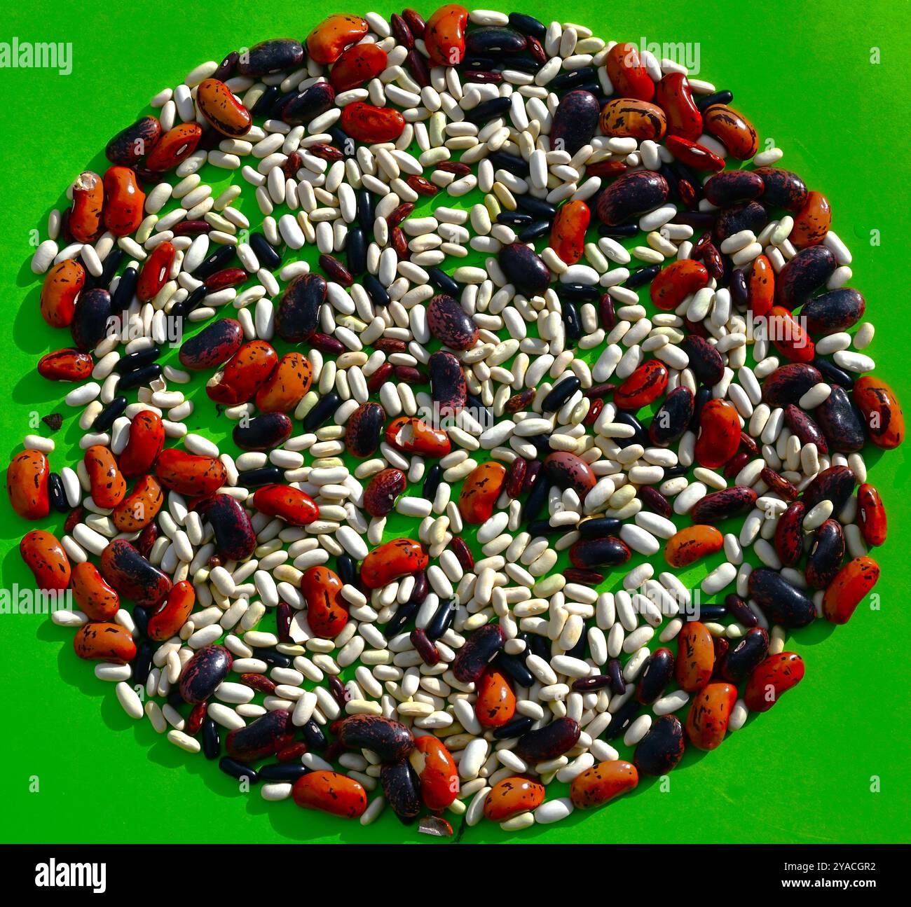 Garden bean varieties showing Runner Beans and French Dwarf and ...