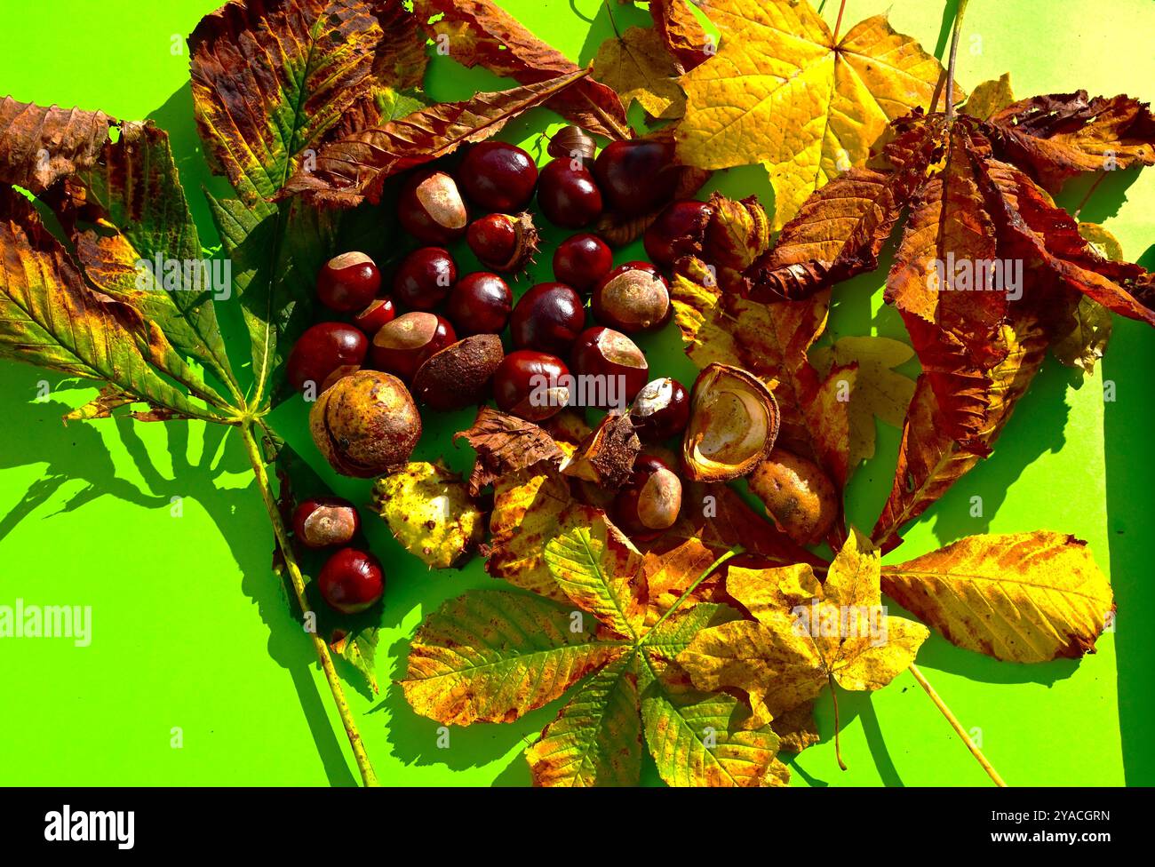 Horse chestnut conkers cases aesculus hi-res stock photography and ...