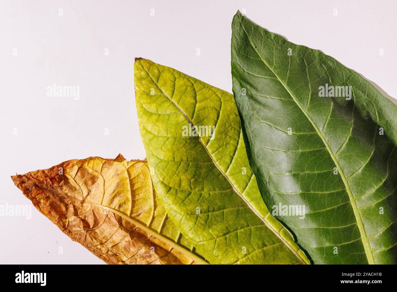 tobacco leaf macro photo on white background, tobacco production ...