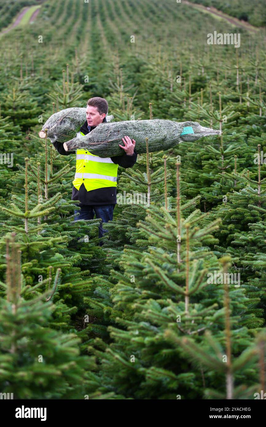Christmas Tree farm in Scotland Stock Photo - Alamy
