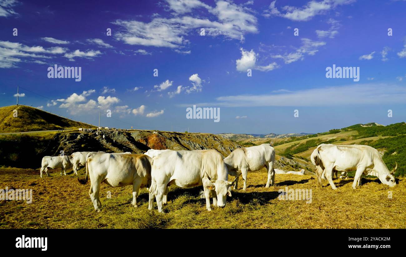 Panorama of the Emilian hills and gullies with specimens of Bianca ...