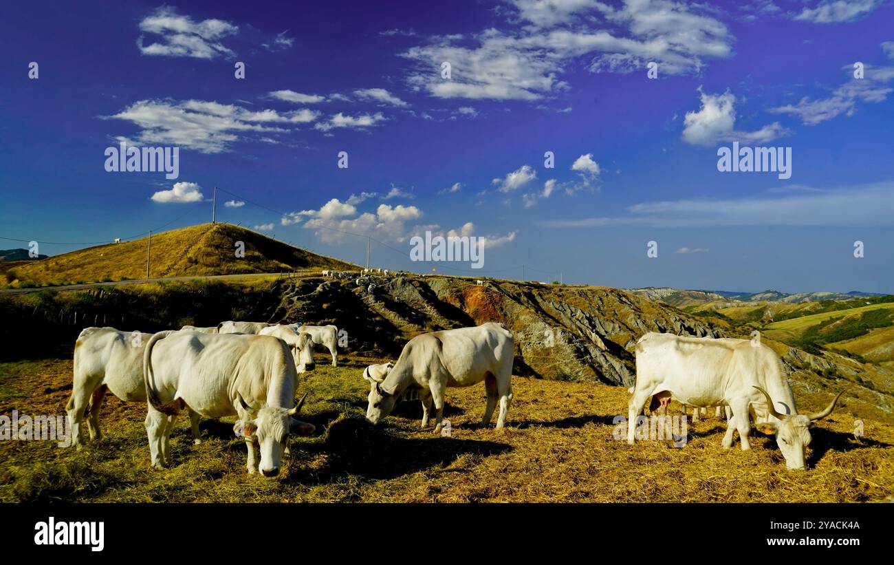 Panorama of the Emilian hills and gullies with specimens of Bianca ...