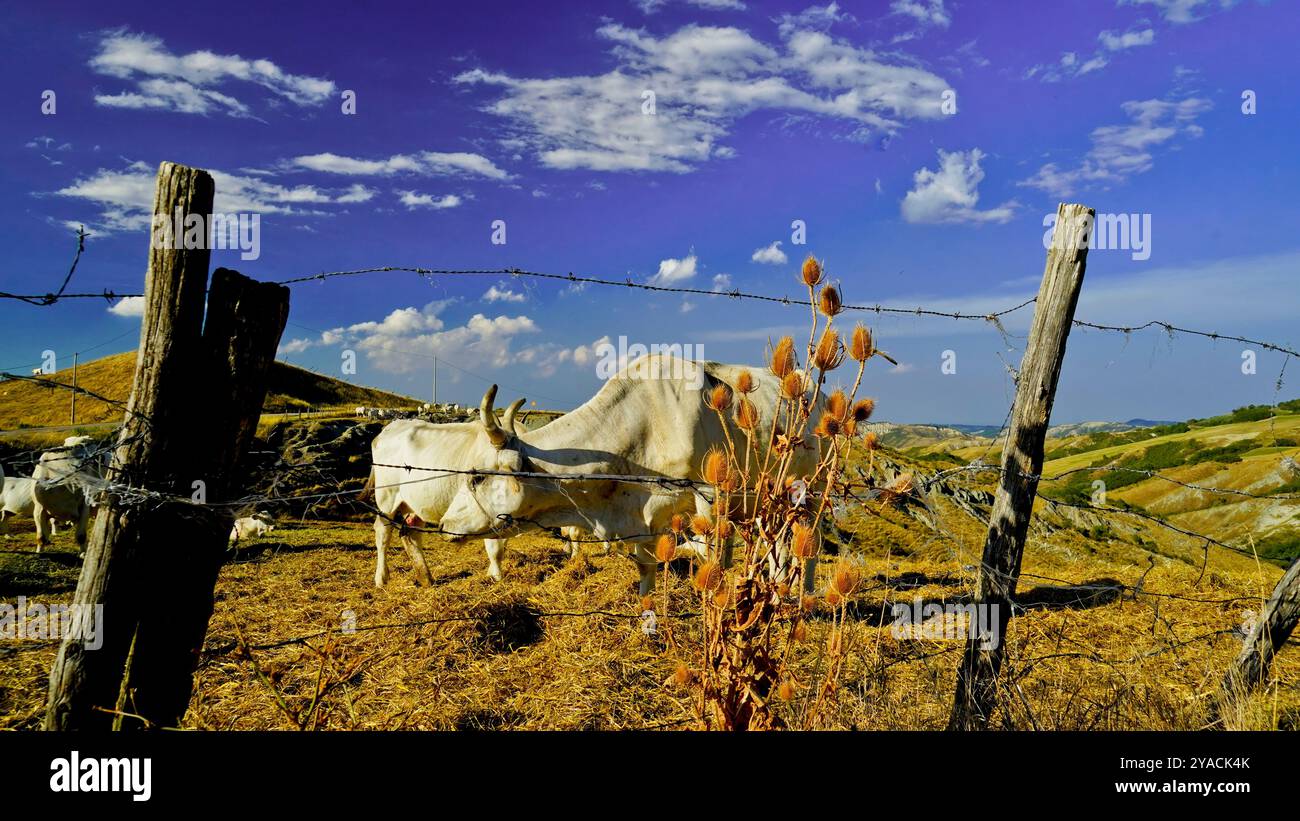 Panorama of the Emilian hills and gullies with specimens of Bianca ...