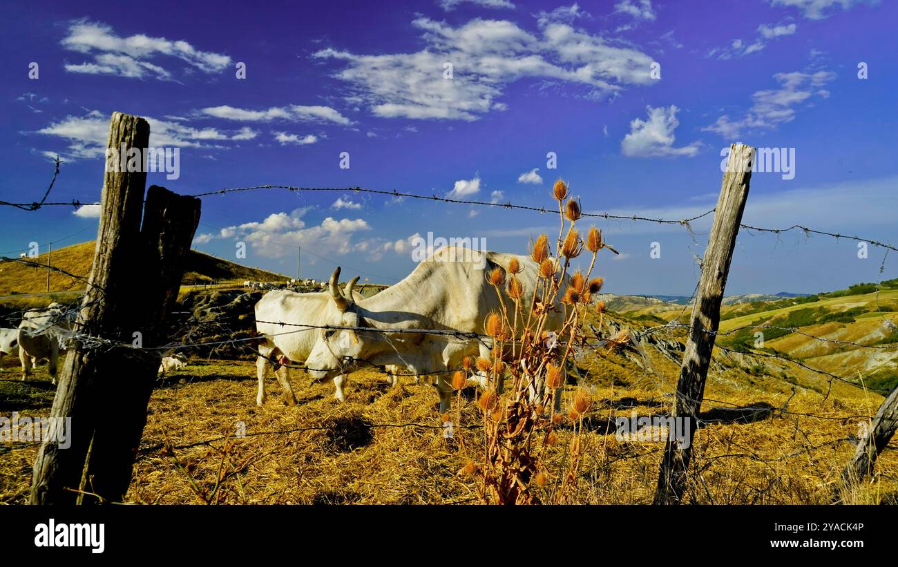 Panorama of the Emilian hills and gullies with specimens of Bianca ...