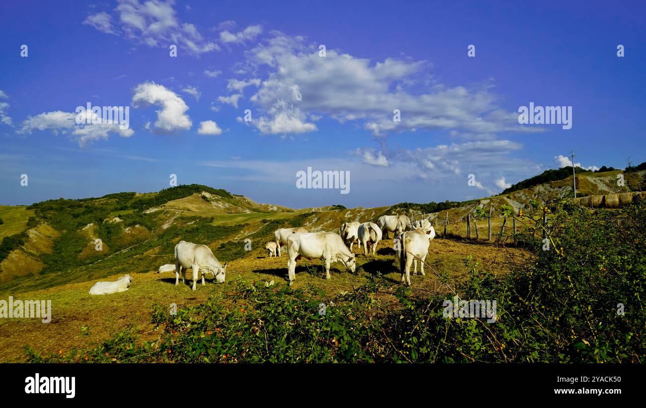 Panorama of the Emilian hills and gullies with specimens of Bianca ...