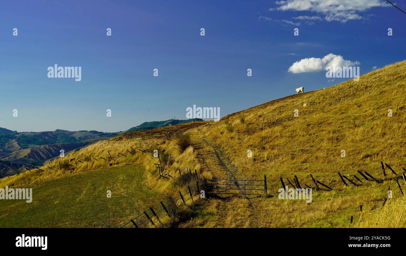 Panorama of the Emilian hills and gullies with specimens of Bianca ...