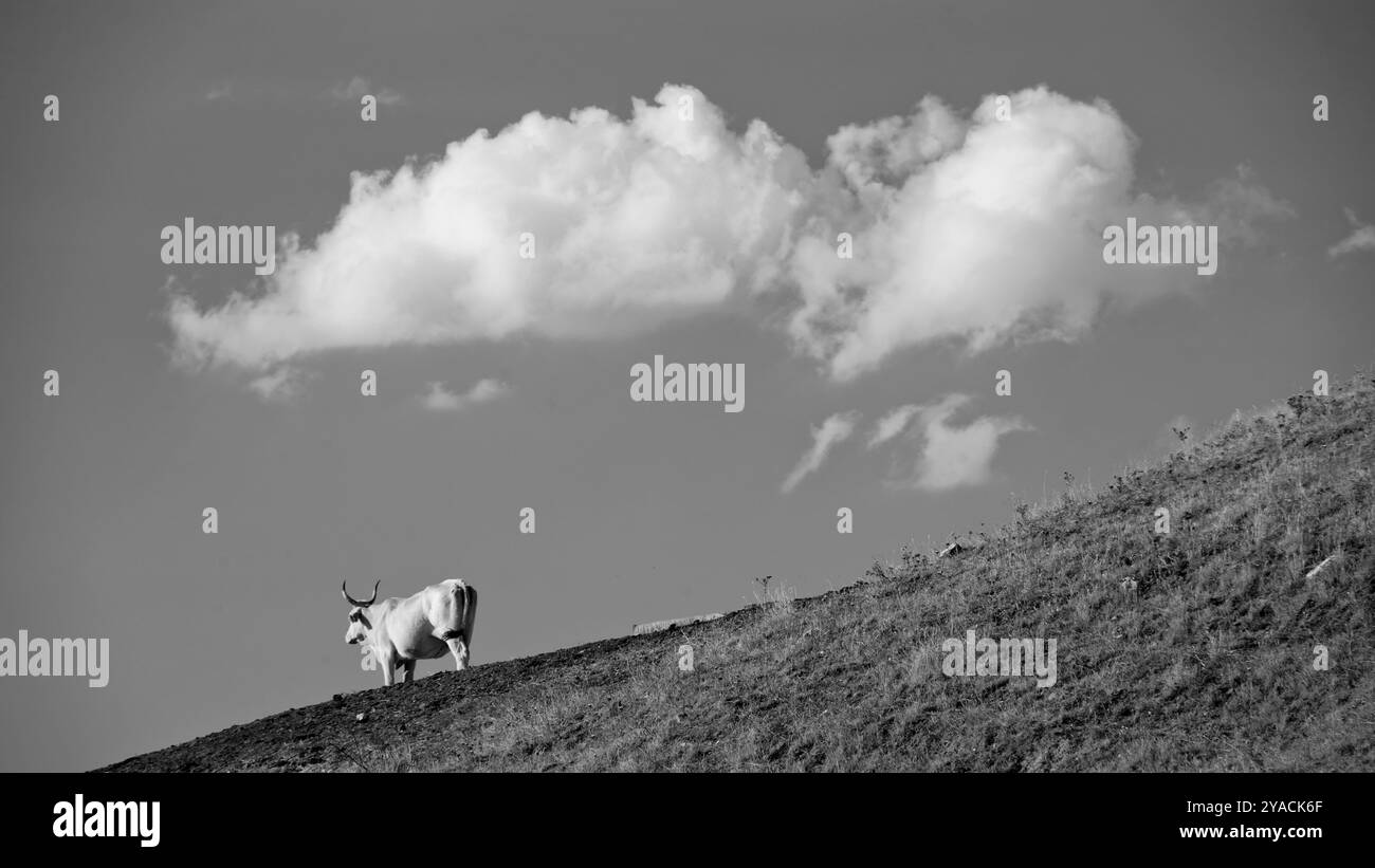 Black hills animals Black and White Stock Photos & Images - Alamy