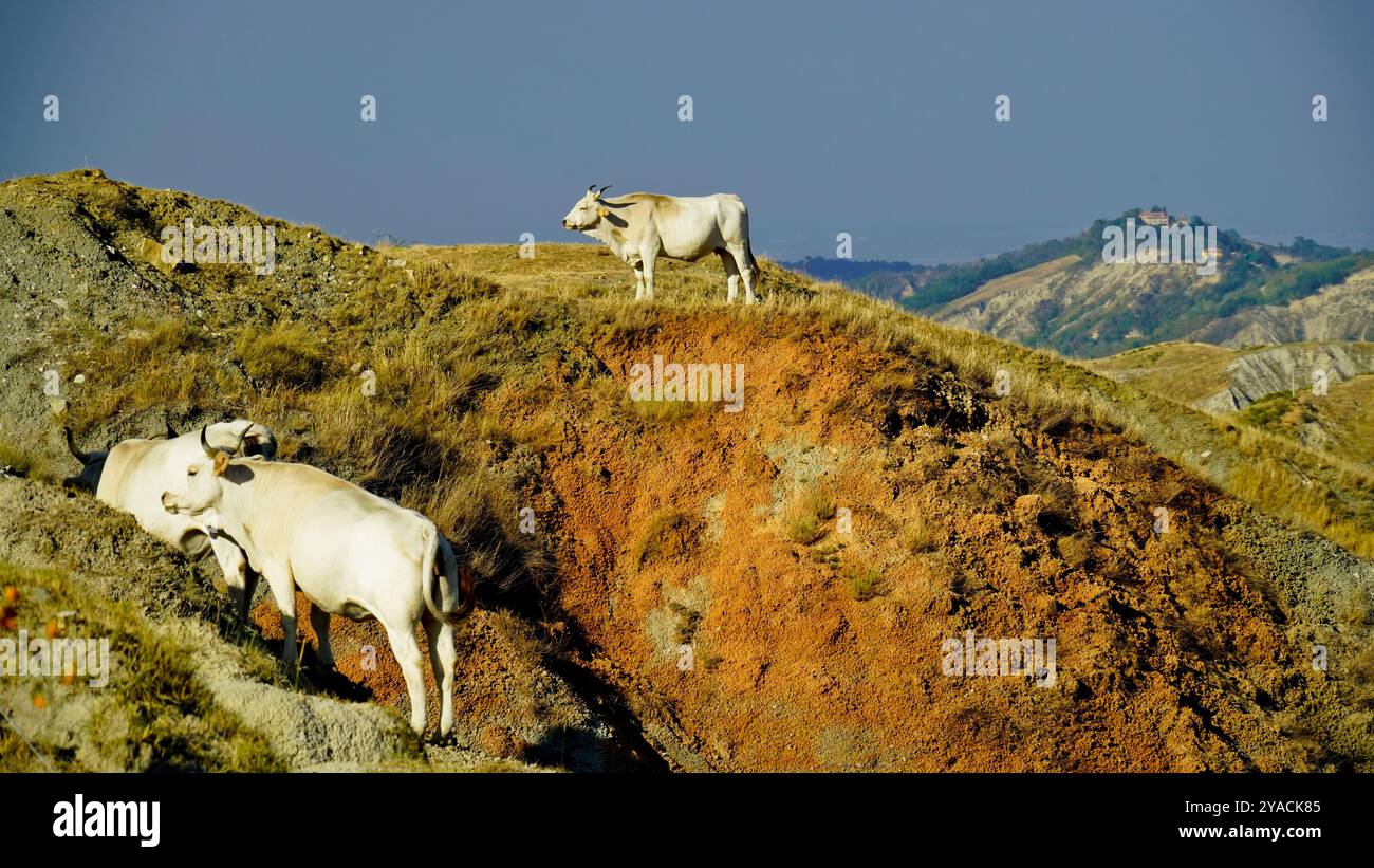 Panorama of the Emilian hills and gullies with specimens of Bianca ...