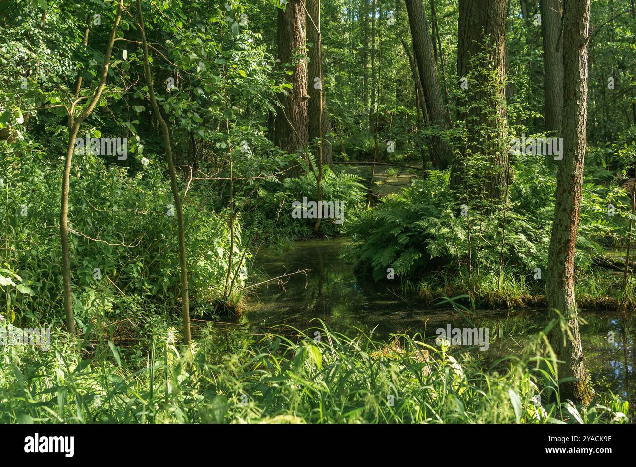Green trees shady swamp hi-res stock photography and images - Alamy