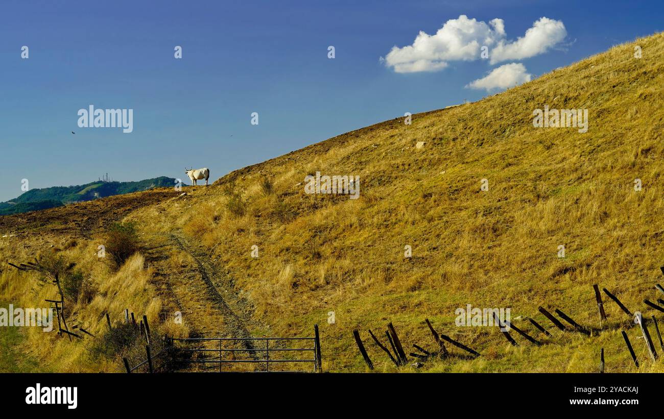 Panorama of the Emilian hills and gullies with specimens of Bianca ...