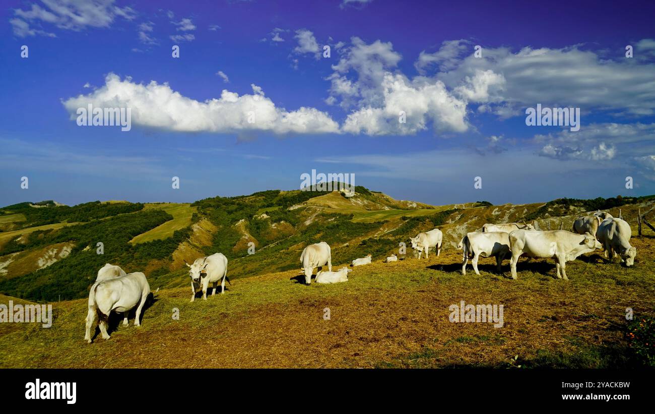 Panorama of the Emilian hills and gullies with specimens of Bianca ...