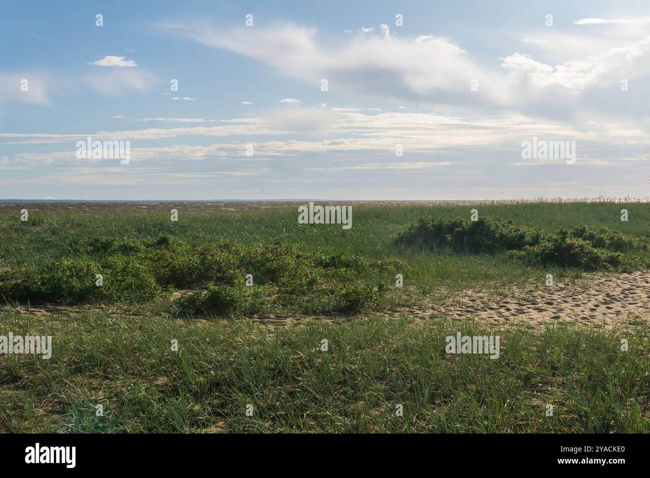 coastal seascape, sand dunes covered with grass and rose hips Stock ...