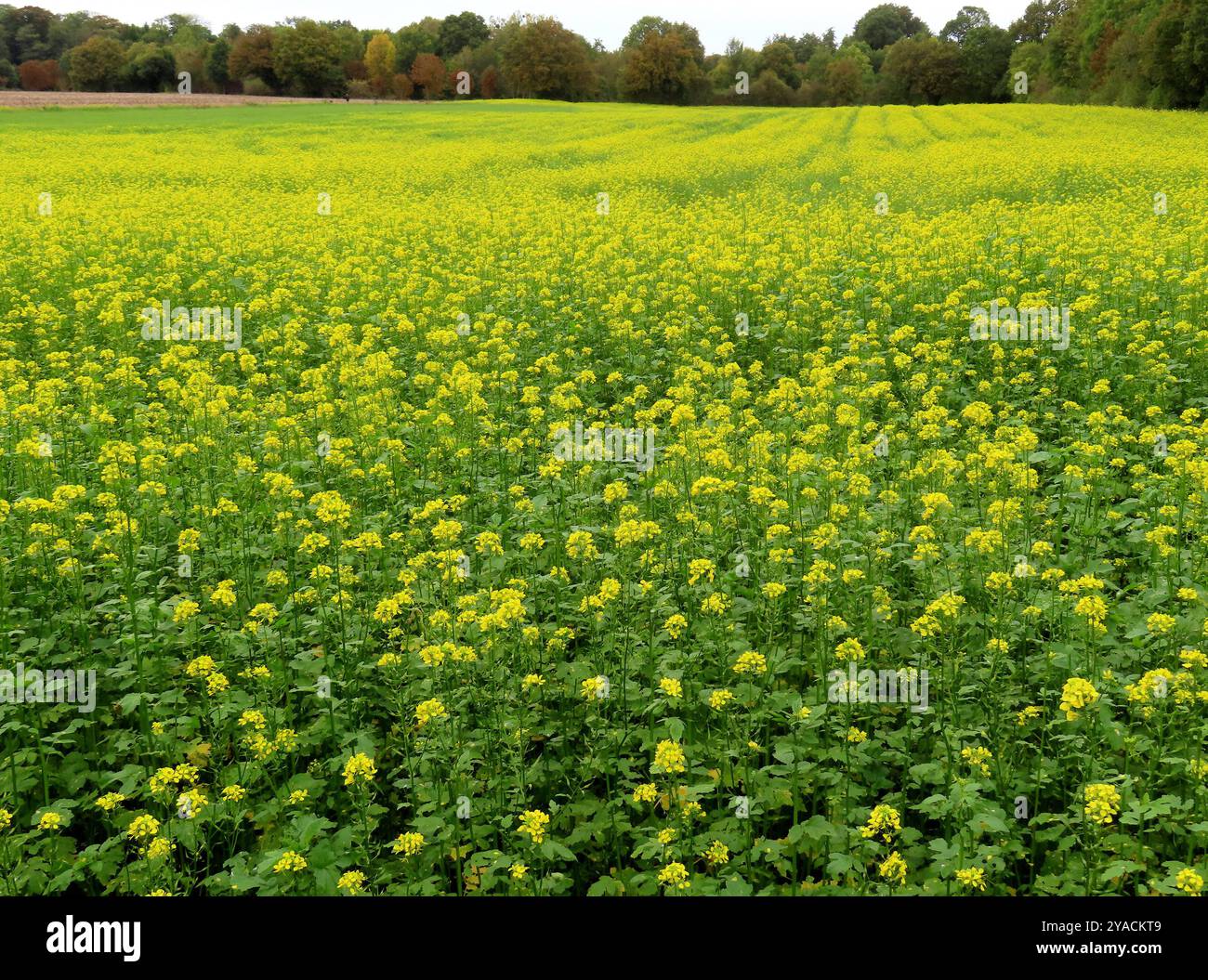 Arable mustard hi-res stock photography and images - Alamy