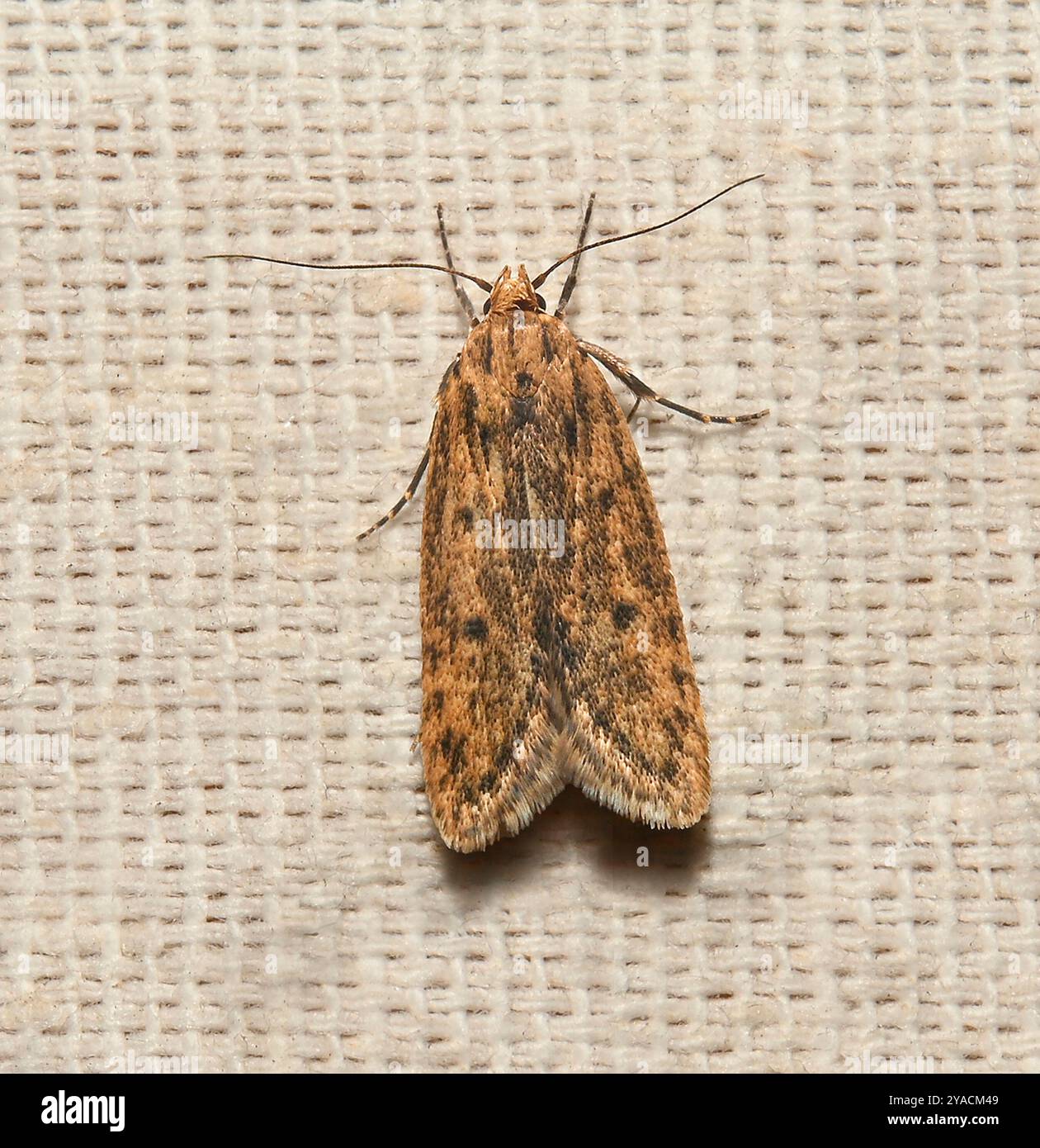 Moths attracted to light hi-res stock photography and images - Alamy