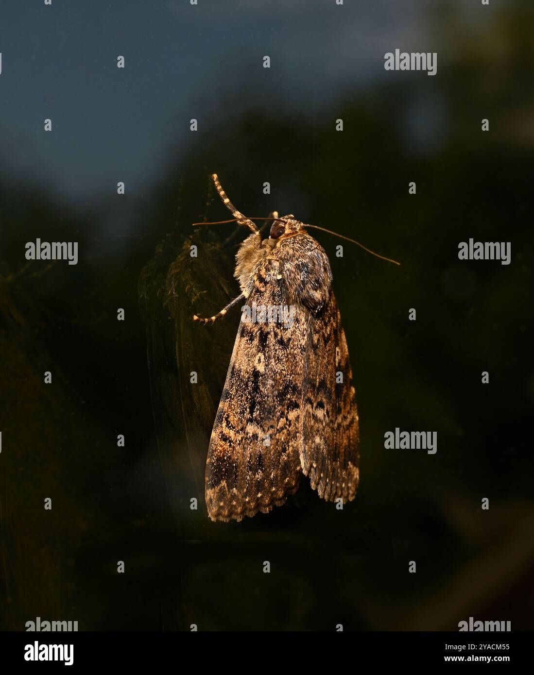 A Copper underwing moth, Amphipyra pyramidea, resting on a window pane ...
