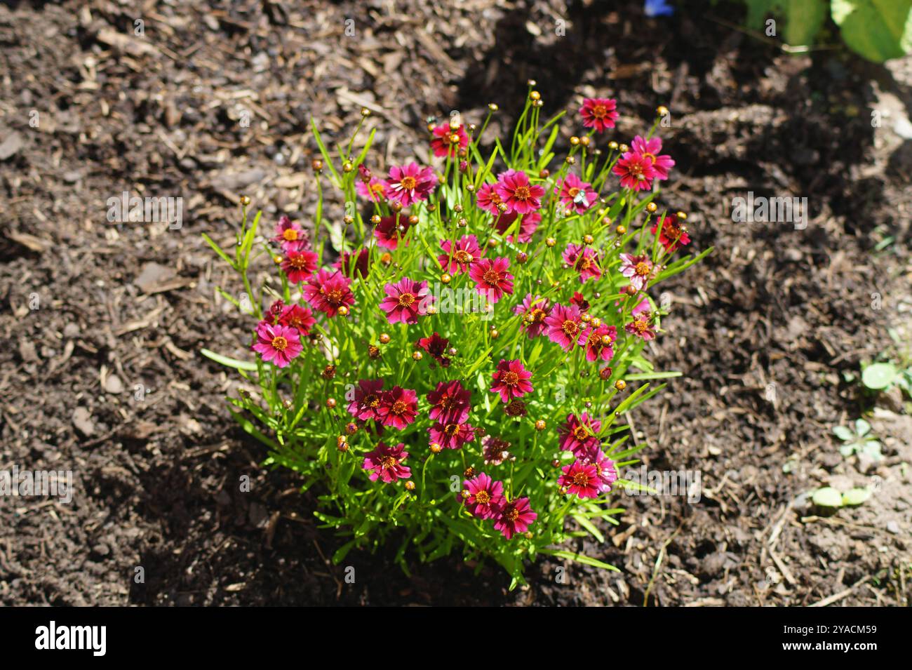 Coreopsis rosea sangria hi-res stock photography and images - Alamy