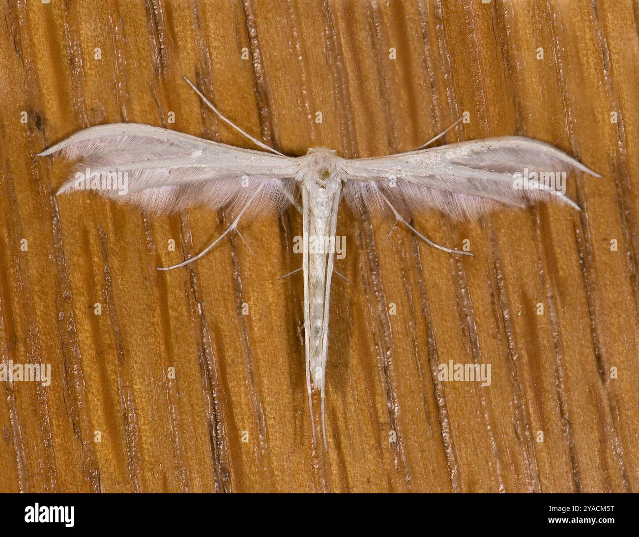 Moths attracted to light hi-res stock photography and images - Alamy