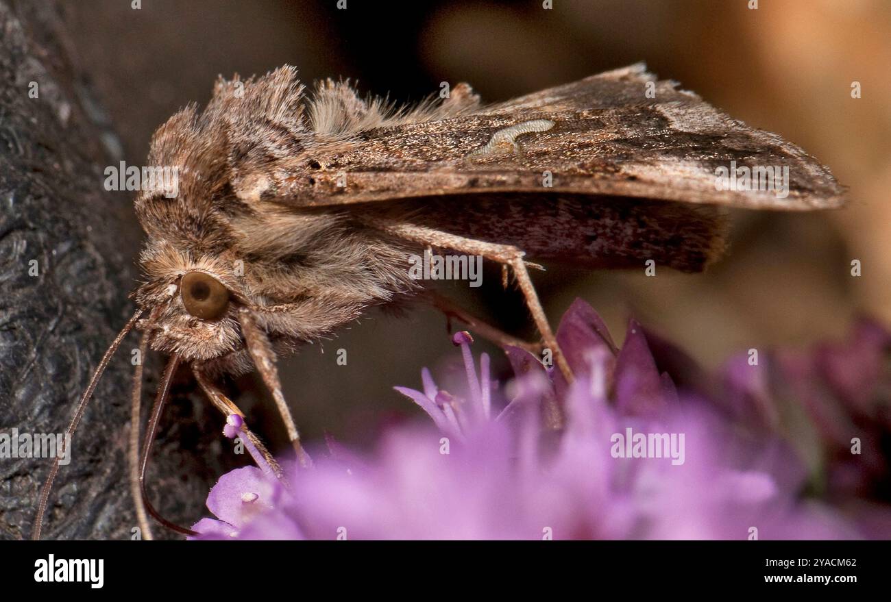 A well focussed side view of a Silver y moth, Autographa gamma feeding ...