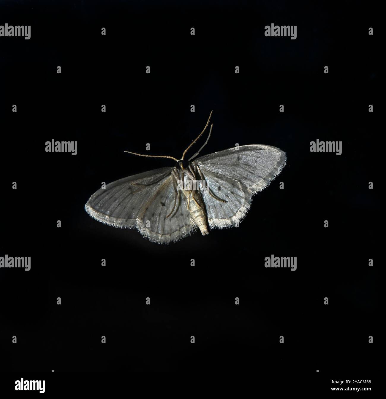 Moths attracted to light hi-res stock photography and images - Alamy