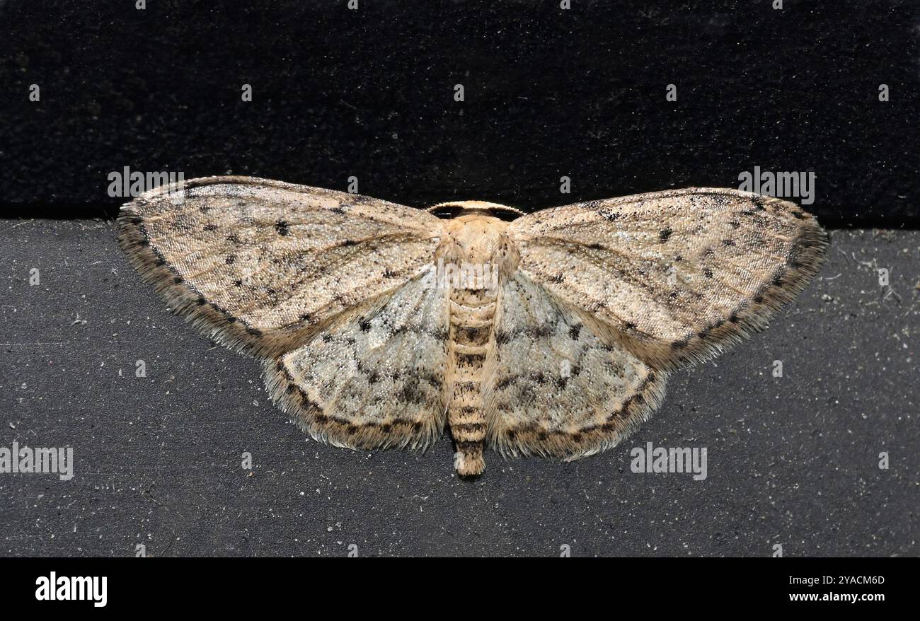 Moths attracted to light hi-res stock photography and images - Alamy