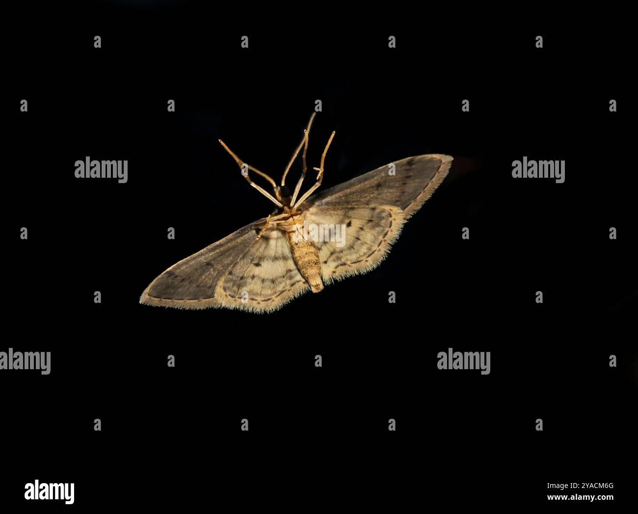 Moths attracted to light hi-res stock photography and images - Alamy