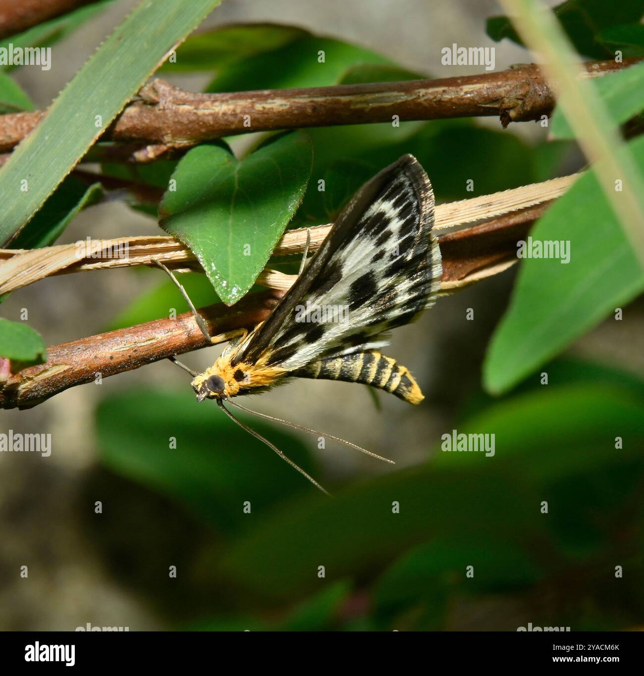 Moths attracted to light hi-res stock photography and images - Alamy