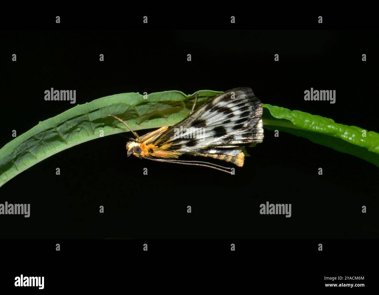 Moths attracted to light hi-res stock photography and images - Alamy
