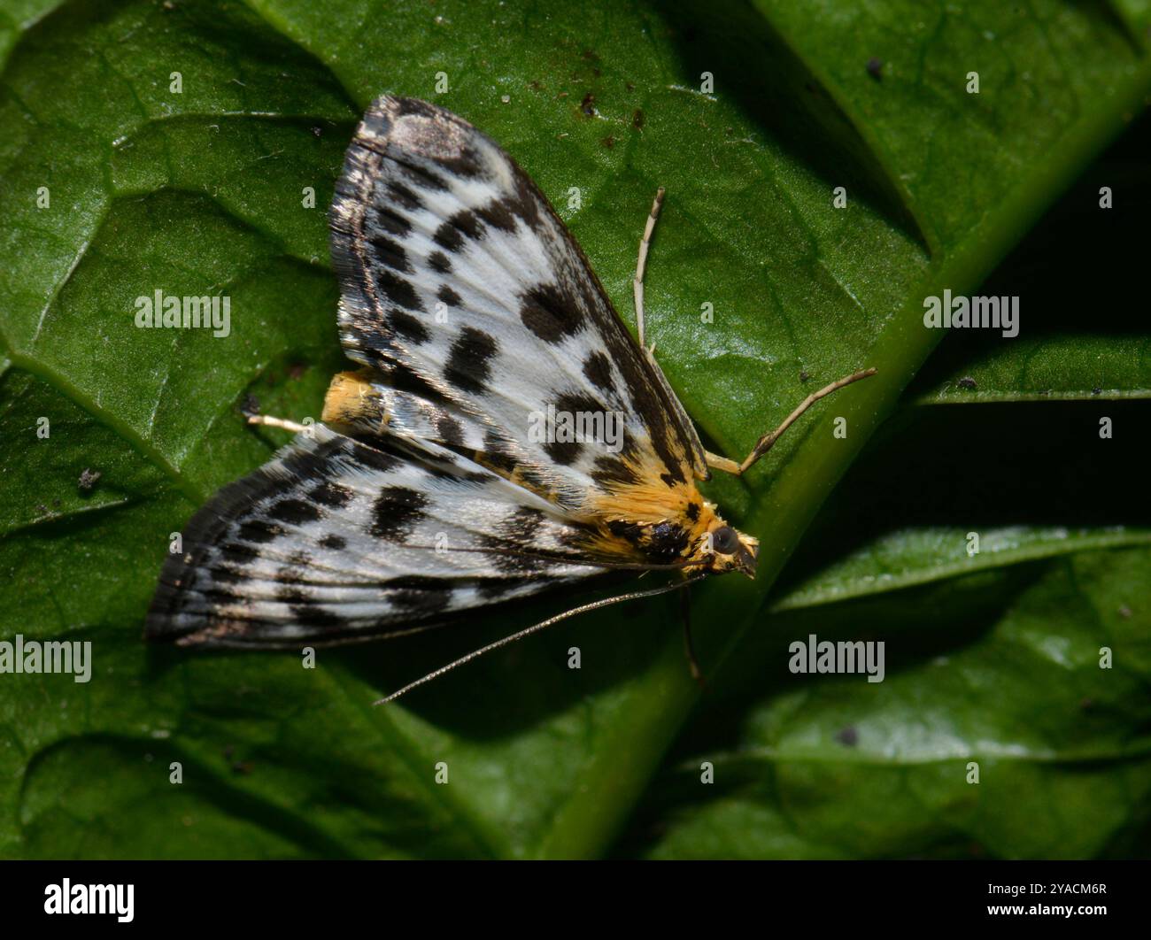 Moths attracted to light hi-res stock photography and images - Alamy
