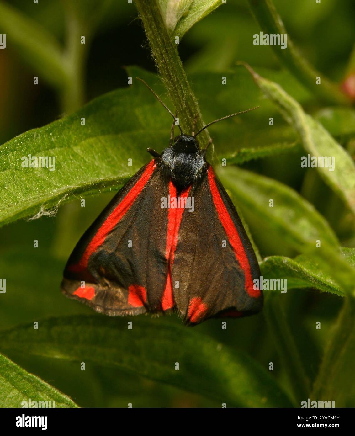 Moths attracted to light hi-res stock photography and images - Alamy