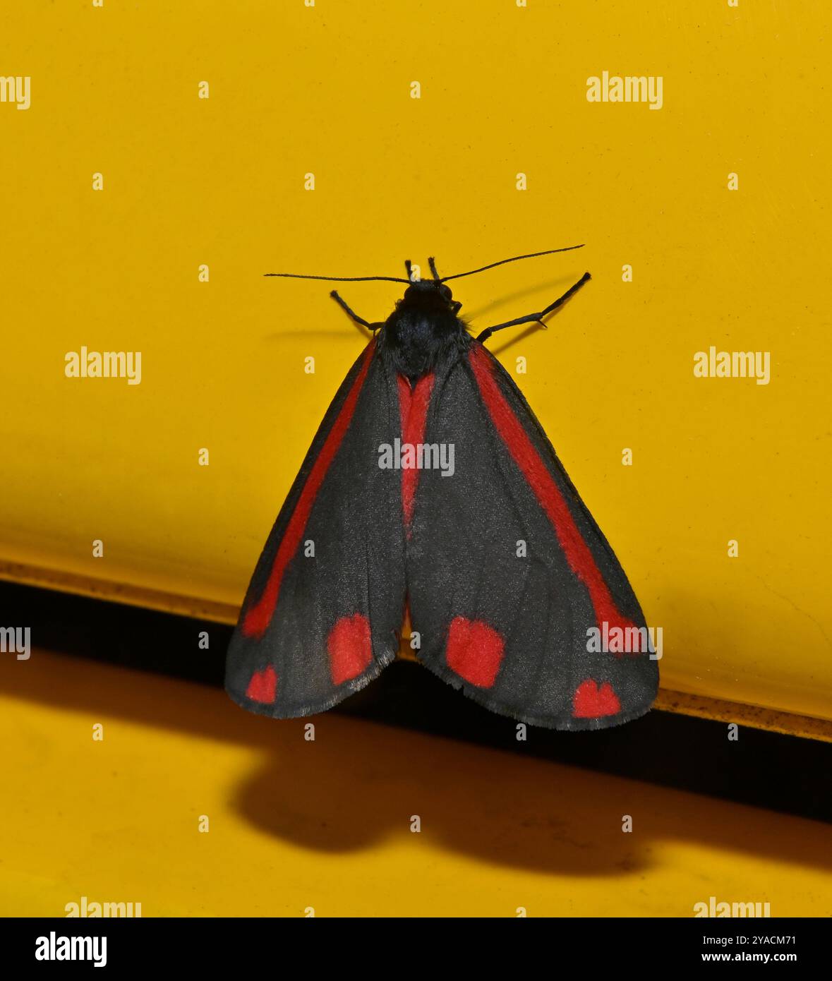 Moths attracted to light hi-res stock photography and images - Alamy