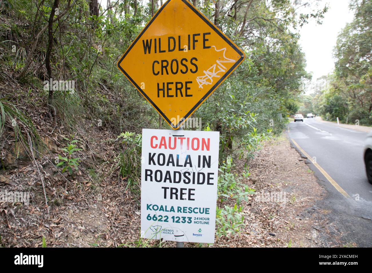 Koala sign in Byron Bay, NSW, Australia Stock Photo - Alamy