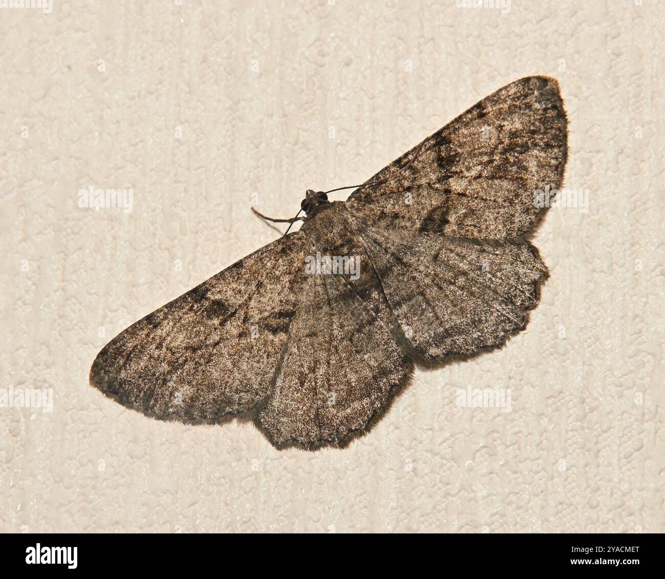 A close up and well focussed image of a Willow beauty moth, Peribatodes ...