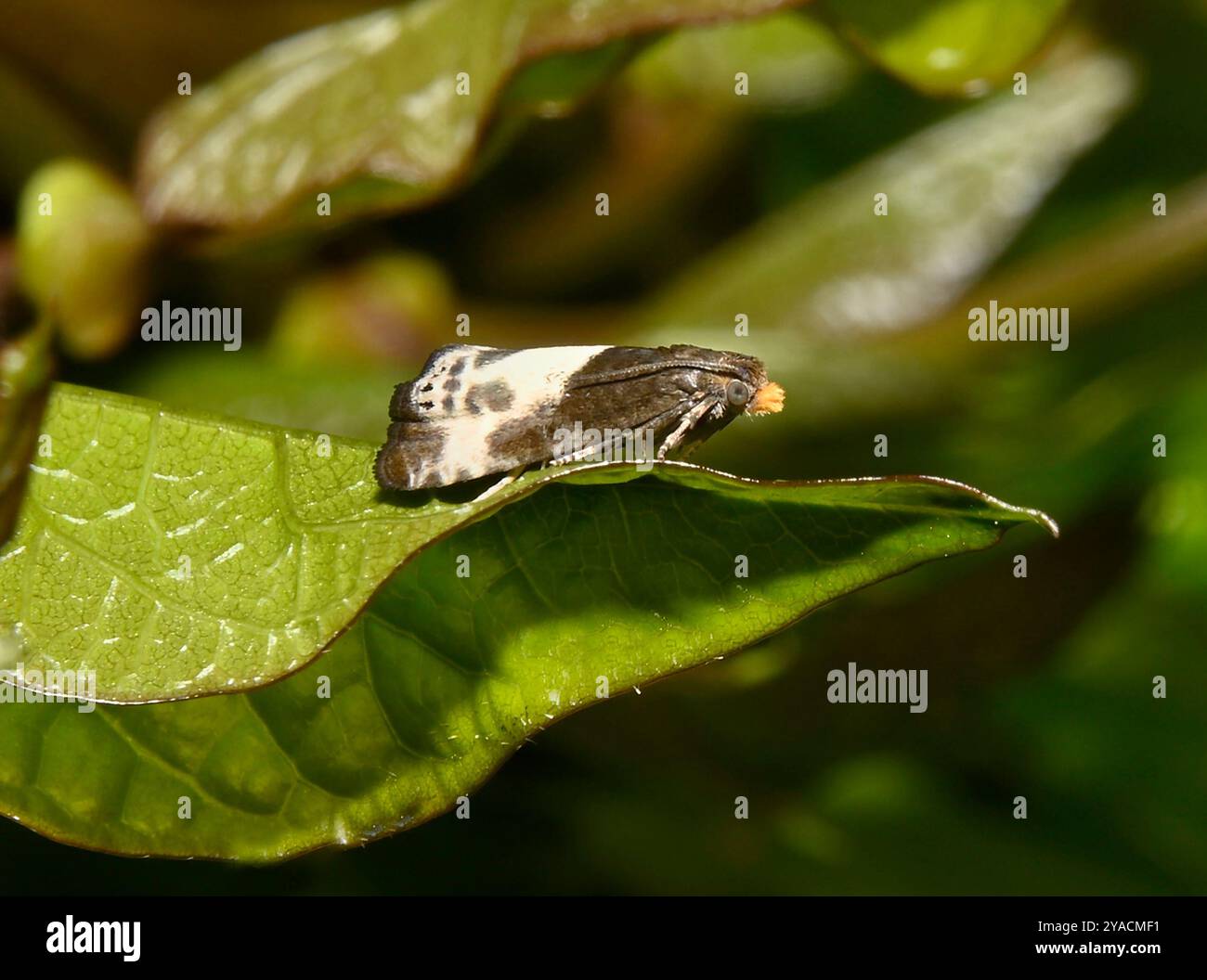 Moth face close up hi-res stock photography and images - Alamy