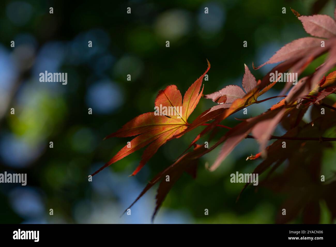 Close up lens flare brown hi-res stock photography and images - Alamy