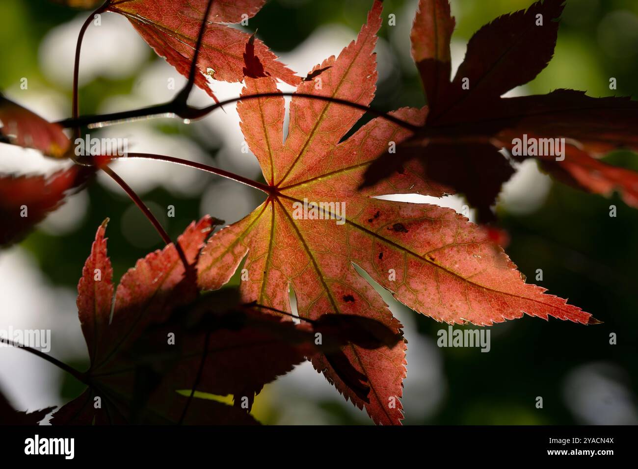 Close up lens flare brown hi-res stock photography and images - Alamy