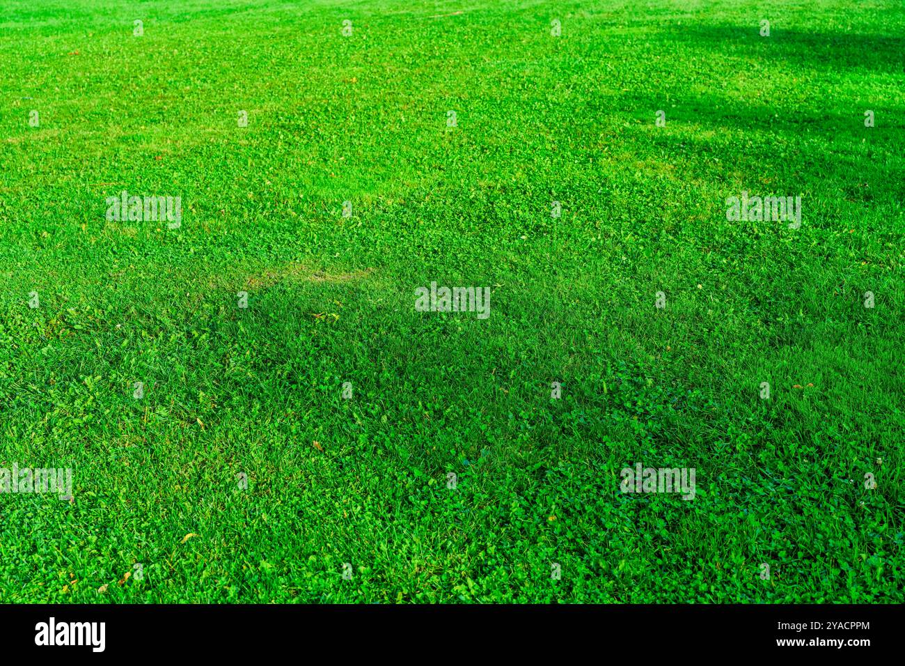 Public park green grass hi-res stock photography and images - Alamy