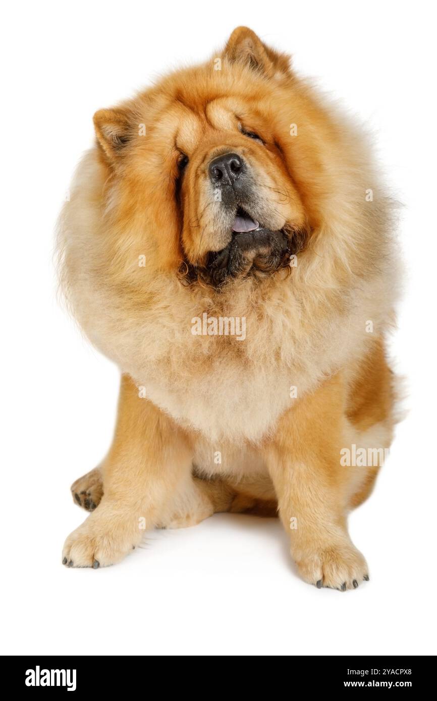 Chinese dog Chow Chow sitting in the studio, isolated on a white ...
