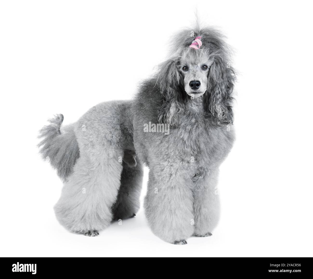 Gray standard poodle standing isolated on a white background Stock ...