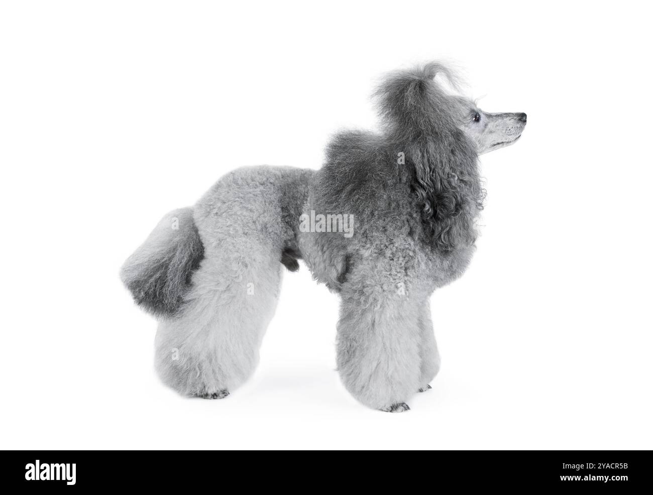 Gray purebred standard poodle standing isolated on a white background ...