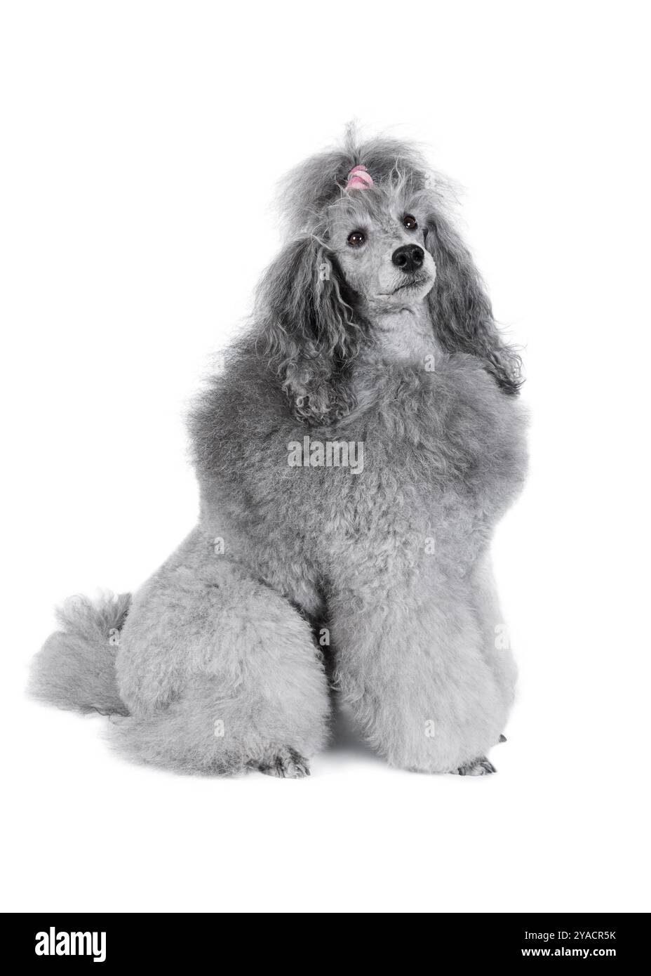 Gray standard poodle sitting isolated on a white background Stock Photo - Alamy