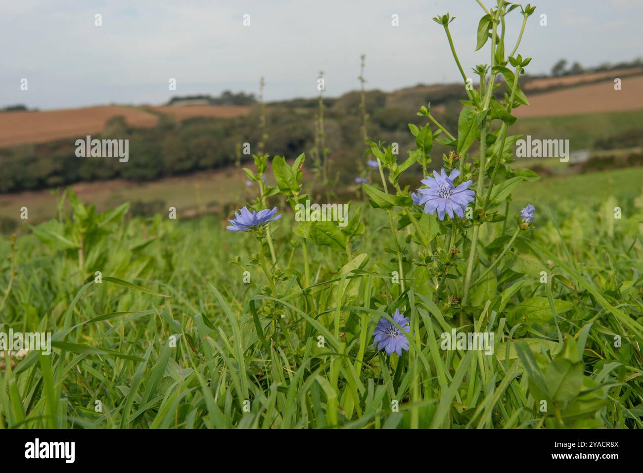 Cow ration hi-res stock photography and images - Alamy