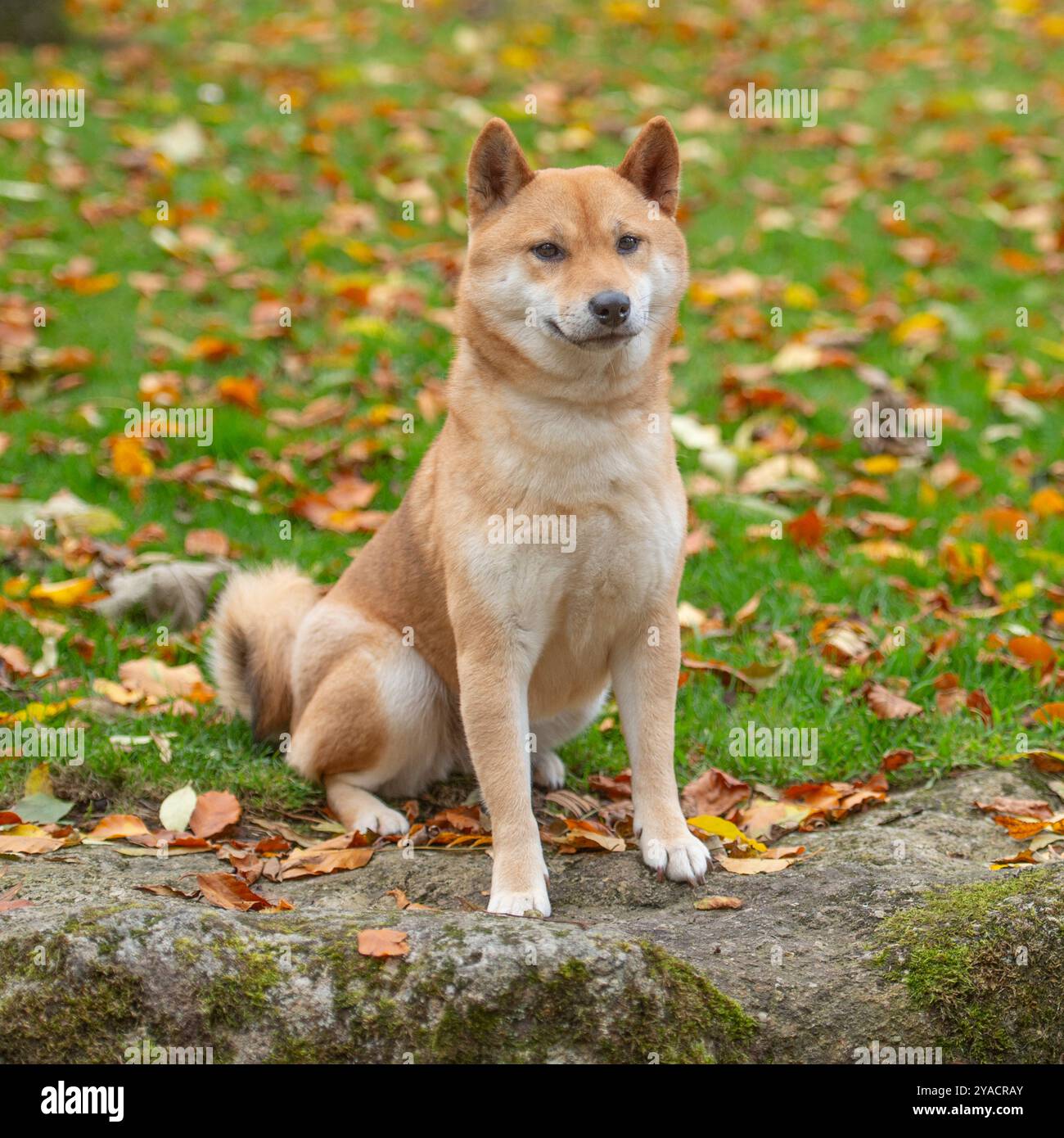 shiba inu dog sitting in autumn leaves Stock Photo - Alamy
