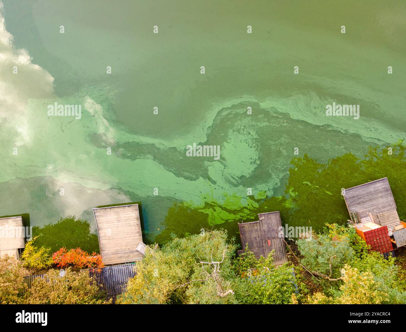 A lake painted by green algae with small piers from above, with autumn ...