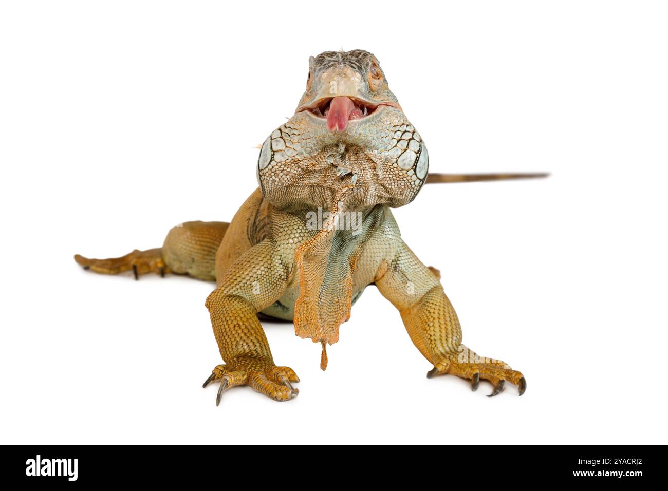 Hanging dragon Cut Out Stock Images & Pictures - Alamy